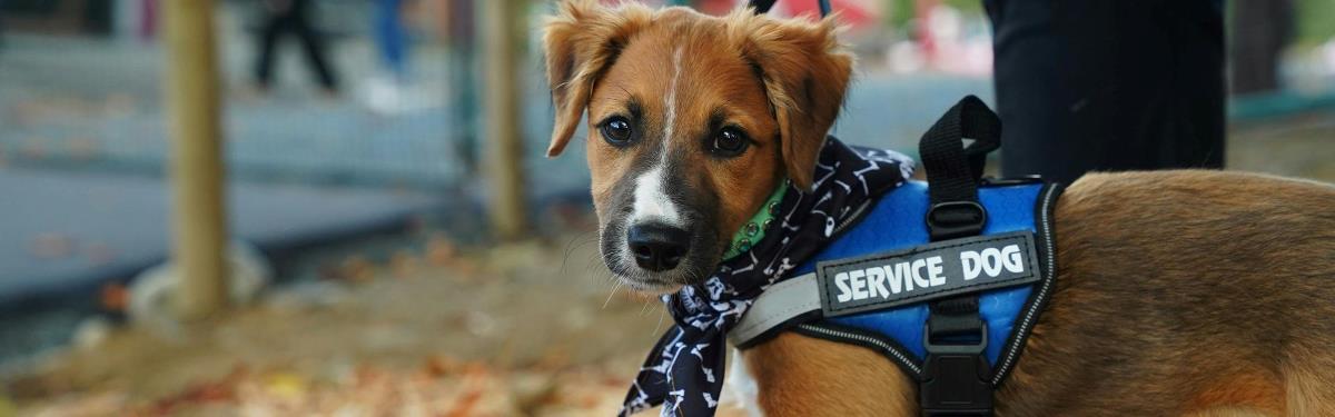 Psykiatrisk servicehund